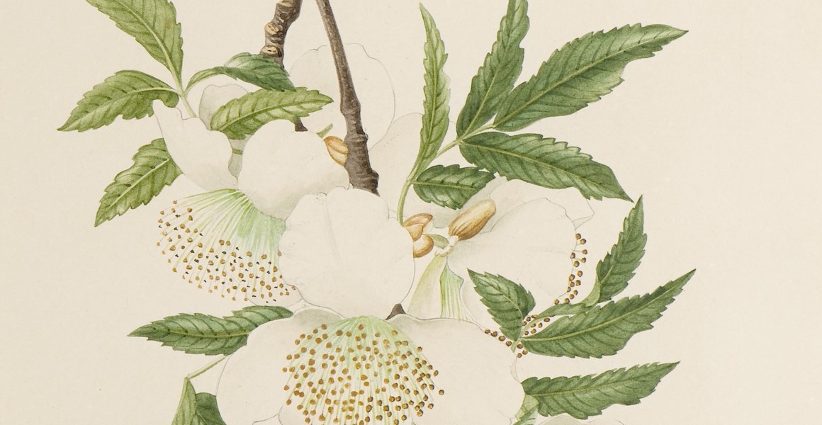 Alisa Bunbury on Margaret Stones - Ian Potter Museum of Art